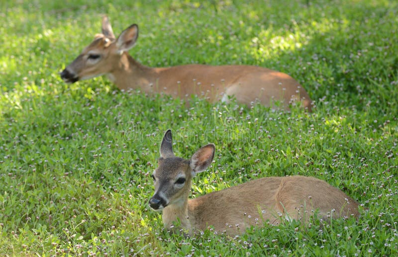 Deer resting in a meadow stock photo. Image of pine, endangered - 31224472