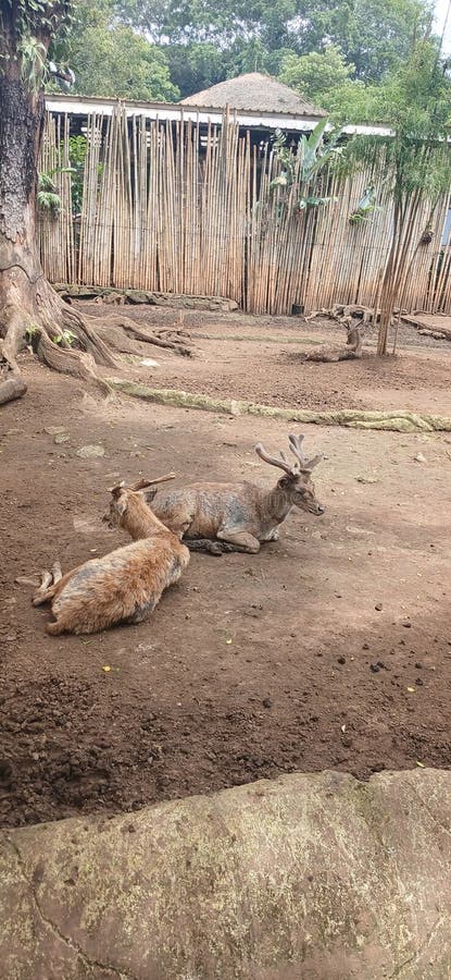 Deer Resting Pen Stock Photos - Free & Royalty-Free Stock Photos from ...
