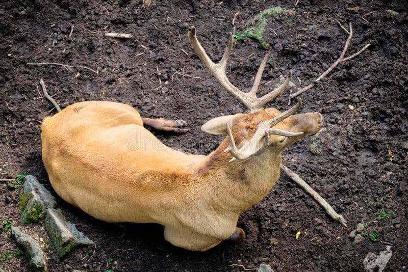 Deer Resting in the Seaside Safari Park. Stock Image - Image of nose ...