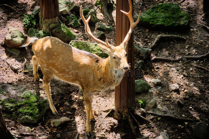 Deer Resting in the Seaside Safari Park. Stock Photo - Image of close ...