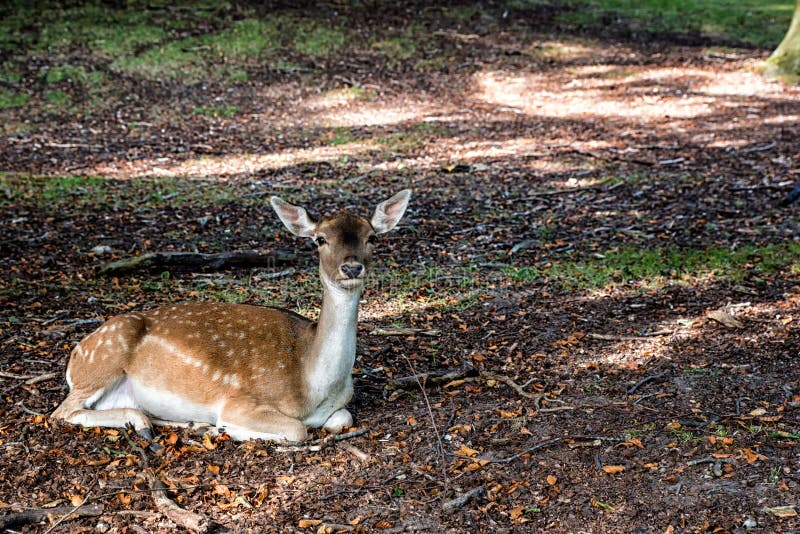 Deer Resting stock image. Image of fallow, park, pasture - 81143949