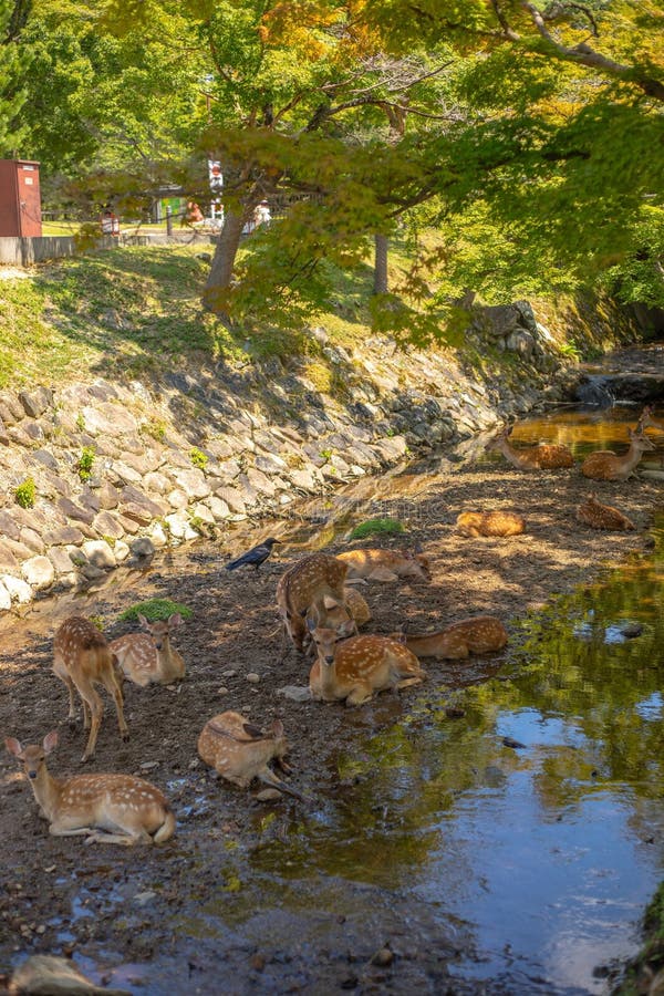 Deer Resting by a Stream in a Green Park. Editorial Image - Image of ...