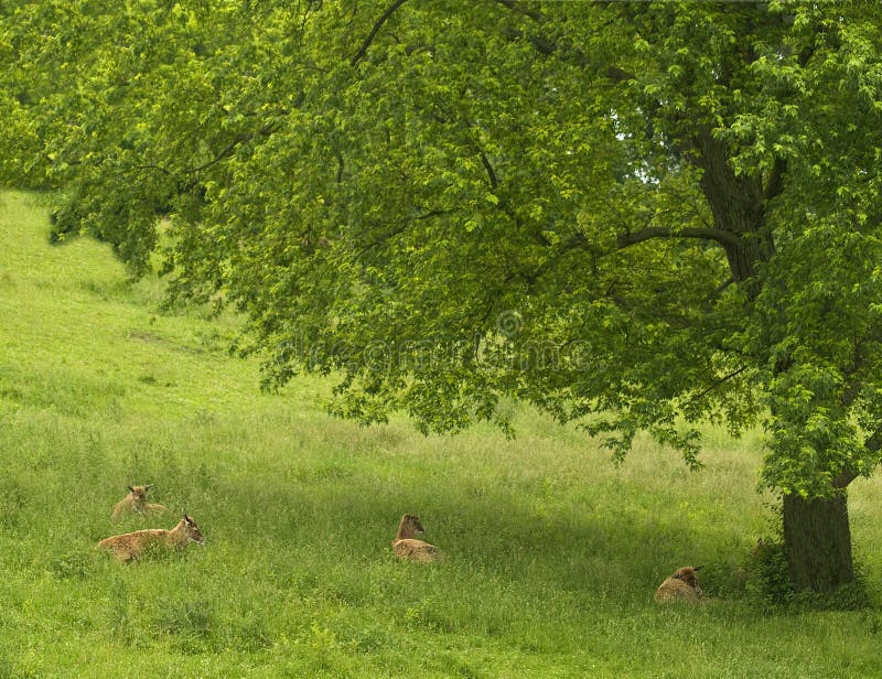 Deer resting under tree stock image. Image of herd, outdoors - 14840329