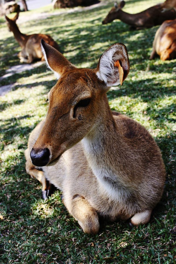 Deer resting. stock photo. Image of animal, tree, wildlife - 78654112
