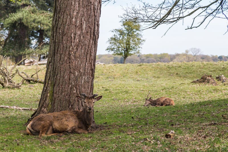 Deer resting under trees stock image. Image of cheshire - 217018539