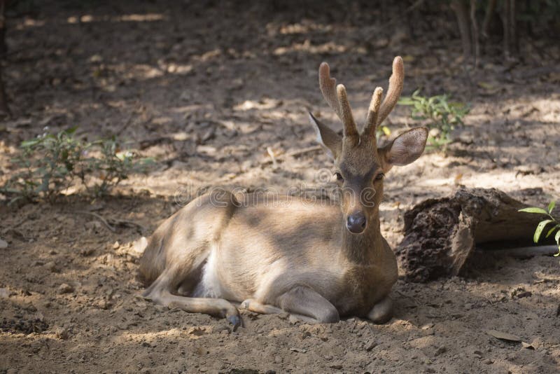 Deer resting stock photo. Image of wilderness, whitetail - 66511560