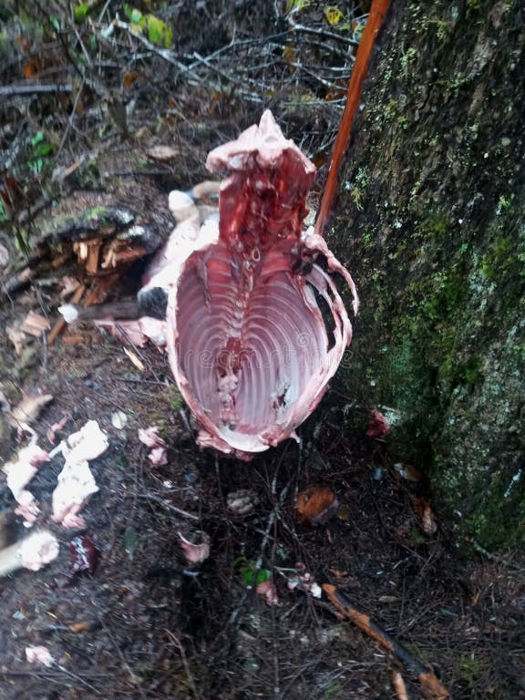 Deer Ribs stock photo. Image of deer, ribs, bones, dressed - 283120052