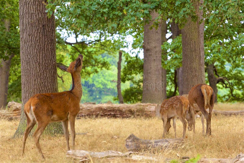 Deer in Richmond Park, London,UK Stock Image - Image of animals, nature ...