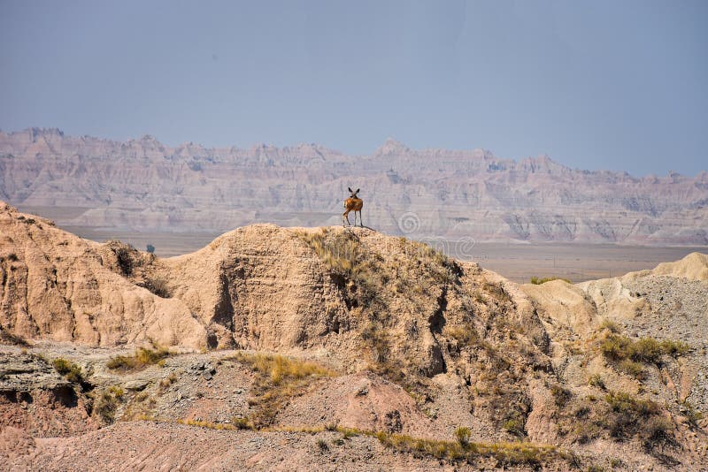 Deer on the ridge stock photo. Image of environment - 103485720