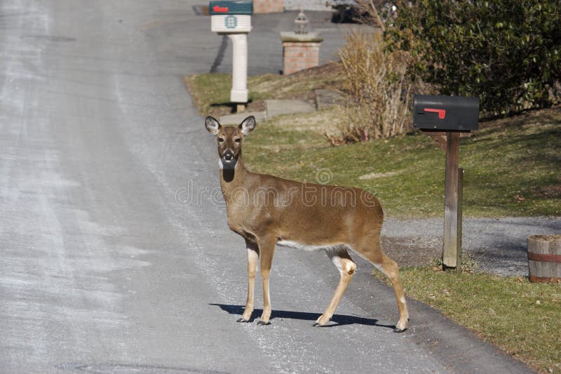 Red Deer Stag stock image. Image of park, deer, parkland - 329469