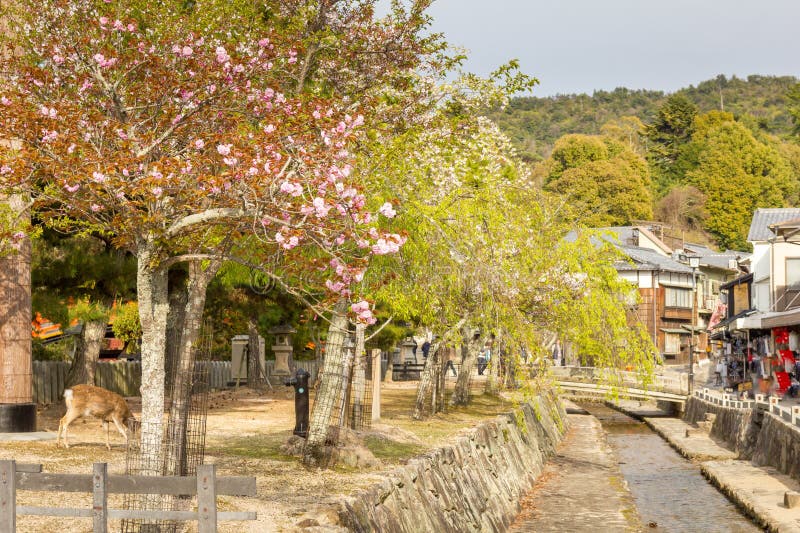 Deer Roaming Freely in the Streets of Miyajima Island Editorial Photo ...