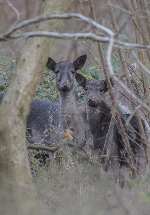 Deer and Robin in the Forest Stock Photo - Image of forest, fallow ...