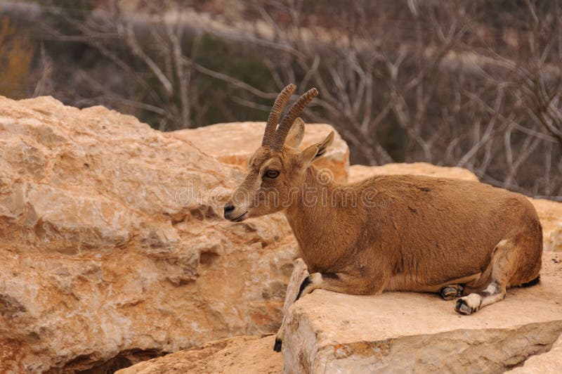 Deer on the rock stock image. Image of hooves, nature - 69904177
