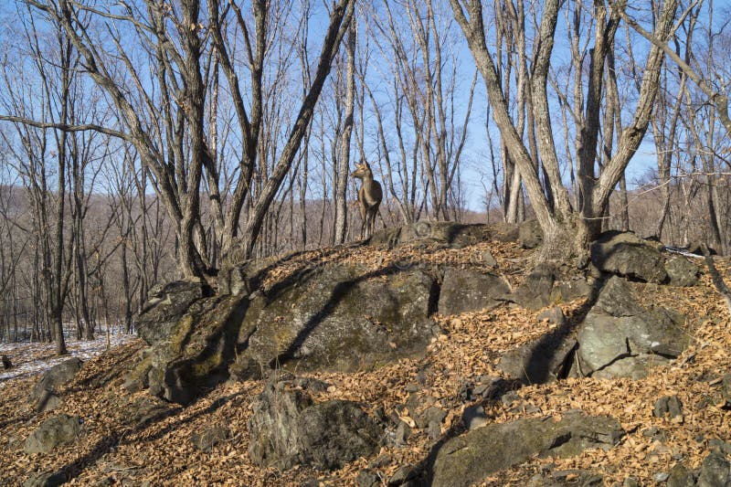 Deer on the rock stock image. Image of nature, rock, deer - 99596851