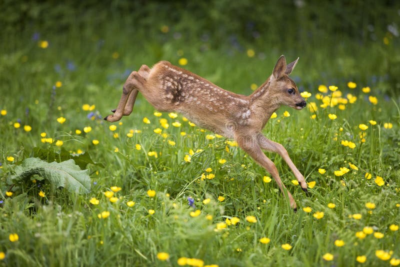 Deer Roe, Capreolus De Faon Capreolus, Avec Des Fleurs, Normandie Image ...