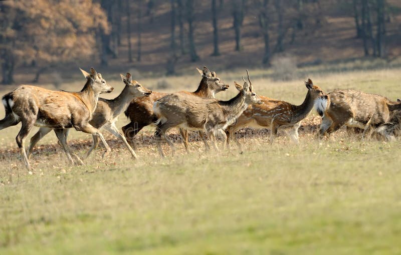 Deer stock image. Image of tail, head, mammal, stag, seasonal - 34906067