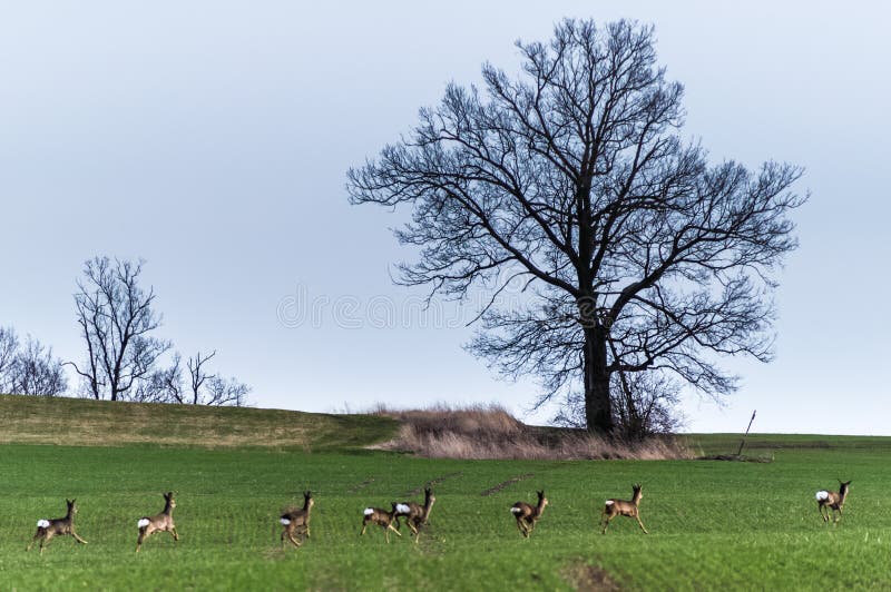 Deer run on a green field stock photo. Image of landscape - 70821046