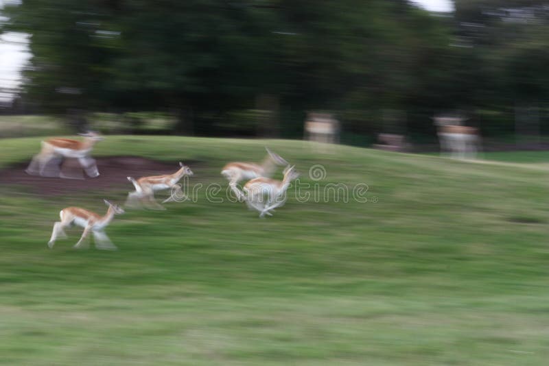 Deer running stock photo. Image of shot, view, nature - 10715728