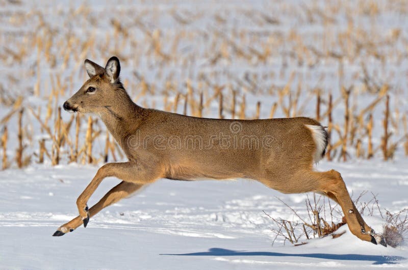 Deer Running stock image. Image of field, horizontal - 24252259