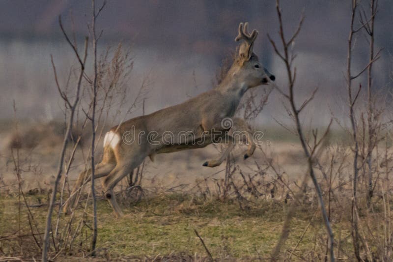 Deer Running Away in the Bushes Stock Photo - Image of running, deer: 365411198