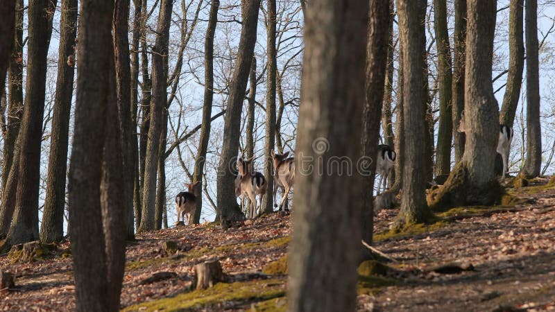 A Deer Running in Marshland Conservancy in Rye, New York Stock Footage ...