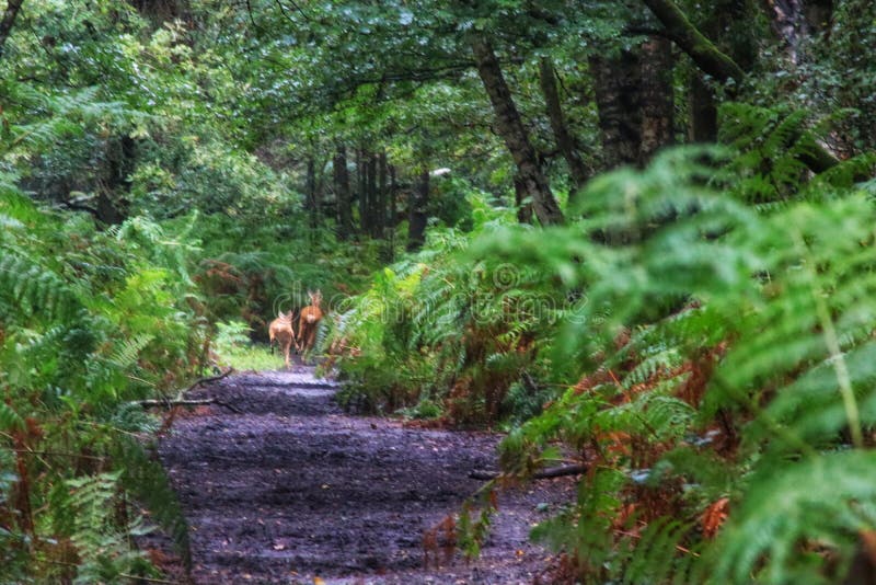 Deer Running through the Forest Stock Image - Image of surrey, nature ...