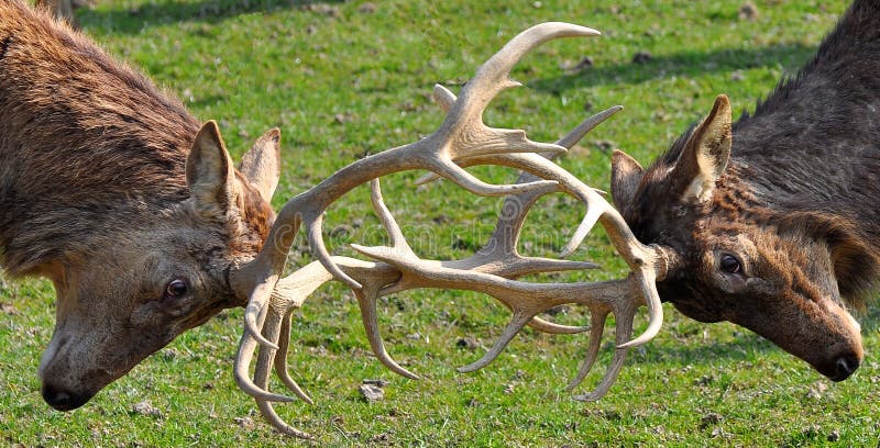 Deer Rut stock photo. Image of strong, eyes, wildlife - 20289308