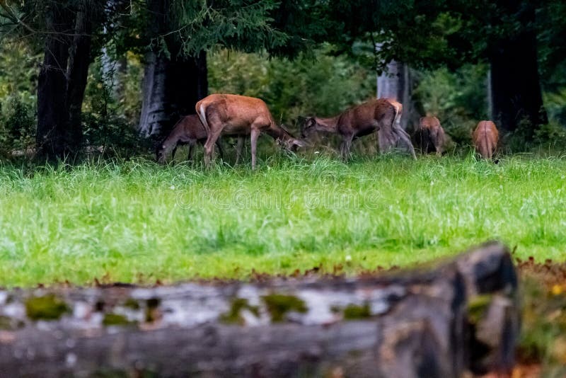 Deer during Rutting Season in Forrest Stock Photo - Image of fawn ...