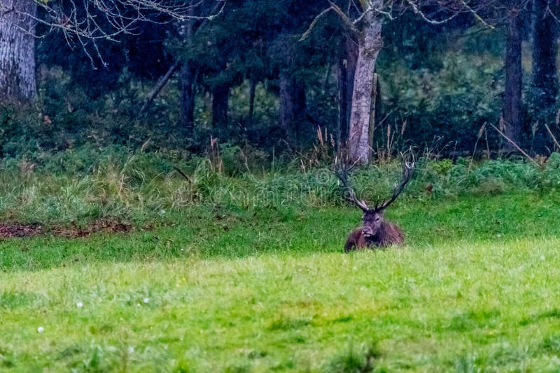 Deer during Rutting Season in Forrest Stock Photo - Image of autumnal ...