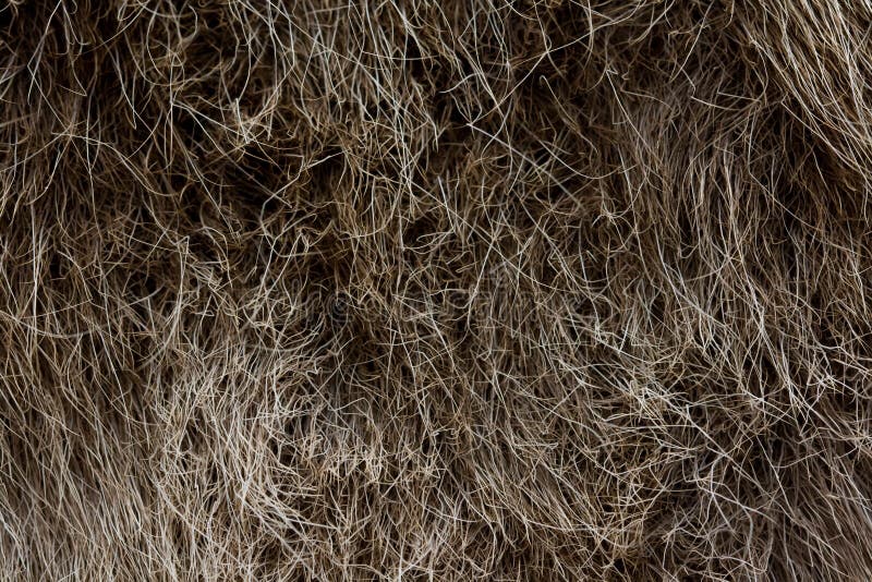 Deer s fur texture stock photo. Image of reindeer, spotted - 7668758