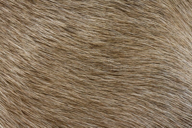 Deer s fur texture stock photo. Image of material, wild - 7668916
