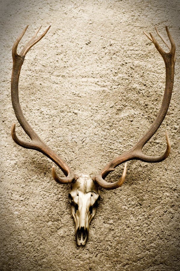 Deer s Skull stock photo. Image of hunting, skull, stick - 13714546