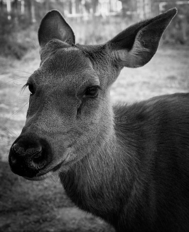 659 Sad Deer Stock Photos - Free & Royalty-Free Stock Photos from ...