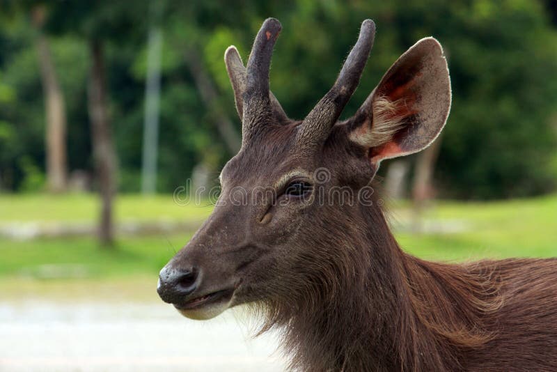 Deer stock photo. Image of animal, creature, jungle, cervidae - 32523400