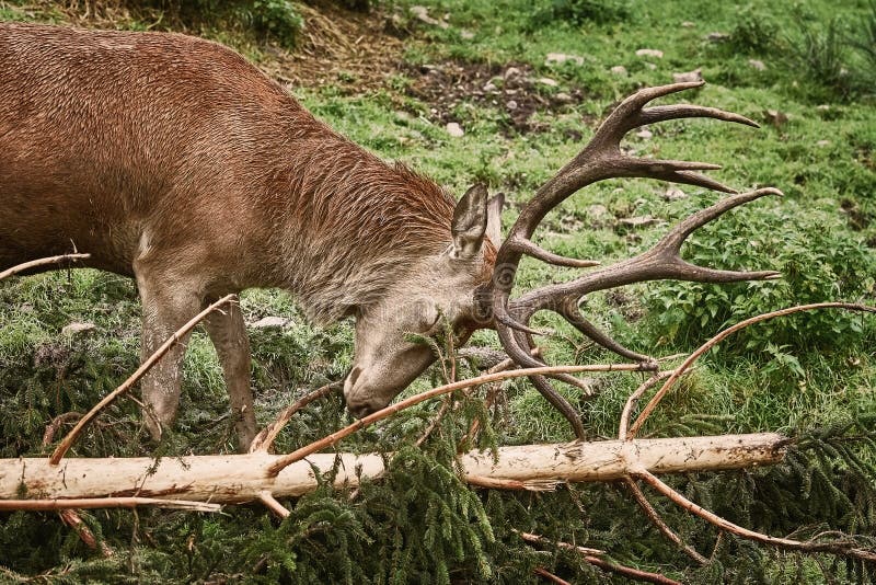 Red deer fallen horn stock image. Image of throwing, nature - 51064319