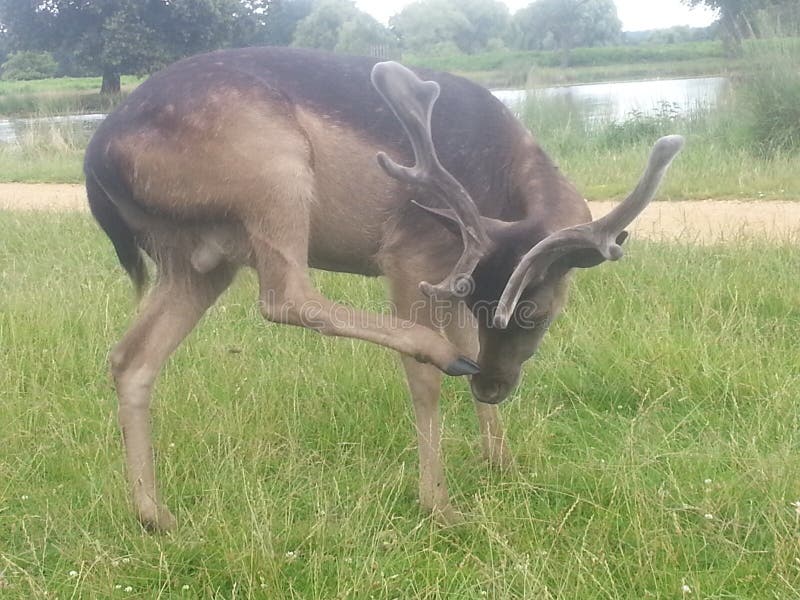 223 Deer Scratching Stock Photos - Free & Royalty-Free Stock Photos ...