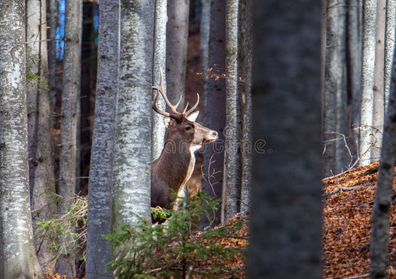Deer Seen among the Trees in the Forest Stock Image - Image of nature ...