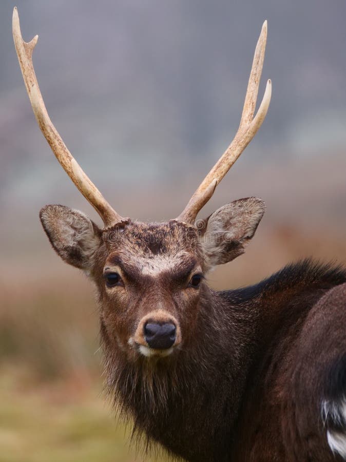 Deer in Knole Park in England Stock Image - Image of leaves, female ...