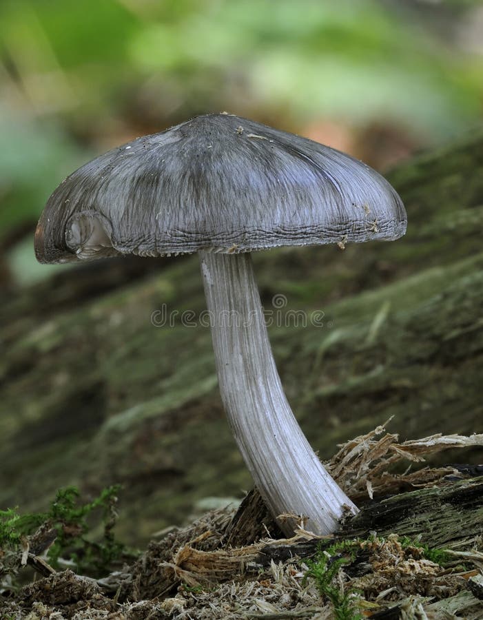 Deer Shield Fungus stock photo. Image of somerset, autumn - 21764312