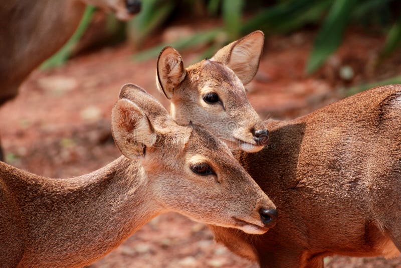 Deer are showing love stock photo. Image of head, brown - 60115744