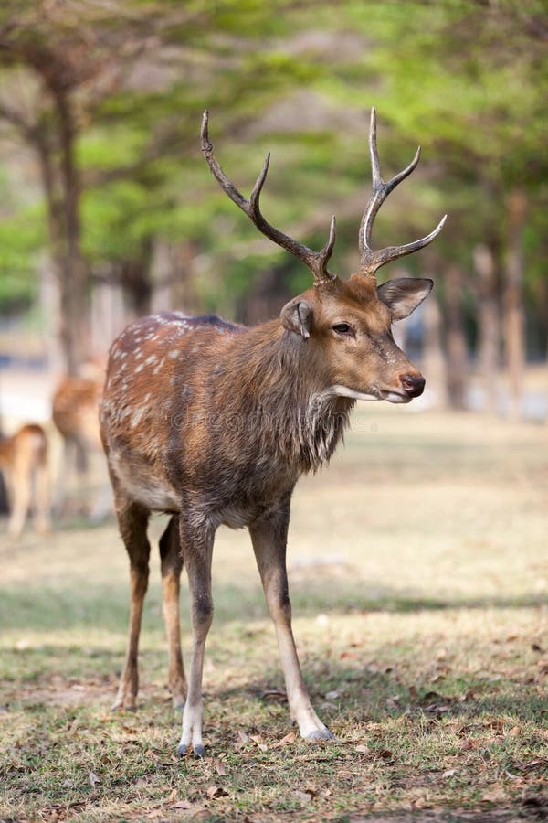 Deer stock image. Image of grazing, cautious, climate - 30968105