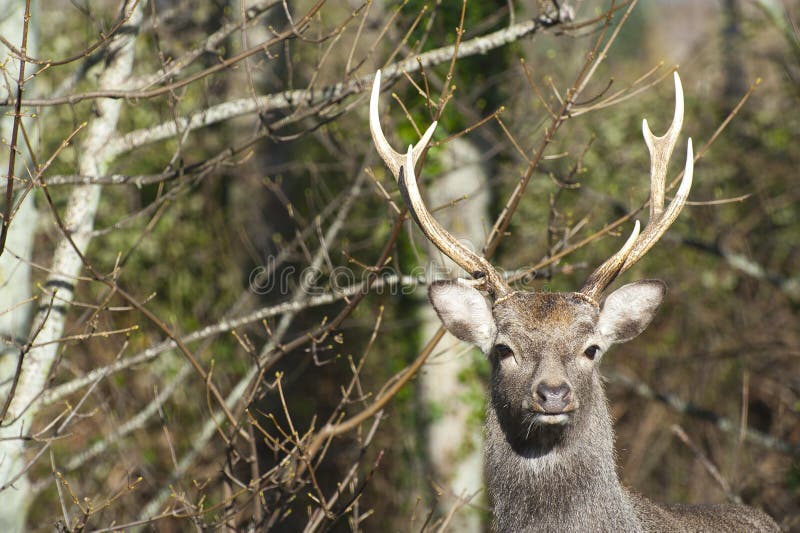 Sika Deer with Snow in Blurry Backgound in Wild Nature Stock Photo ...
