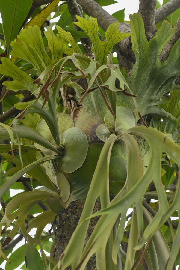 Simbar Leaf Stock Photos - Free & Royalty-Free Stock Photos from Dreamstime