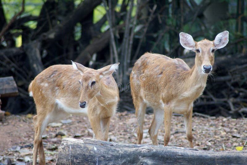 Deer stock image. Image of cervidae, ruminant, family - 41779459