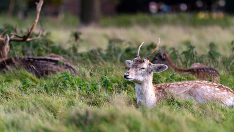 Deer Sitting Down in the Grass Stock Image - Image of stag, calling ...