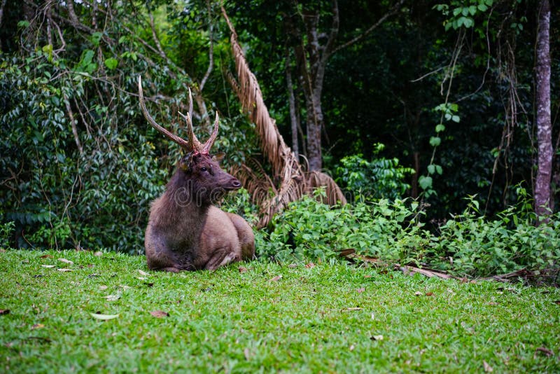 Deer sitting on a grass stock image. Image of park, woods - 134197279