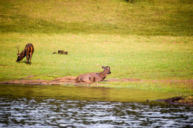 Deer sitting grazing stock photo. Image of grazing, water - 89257646