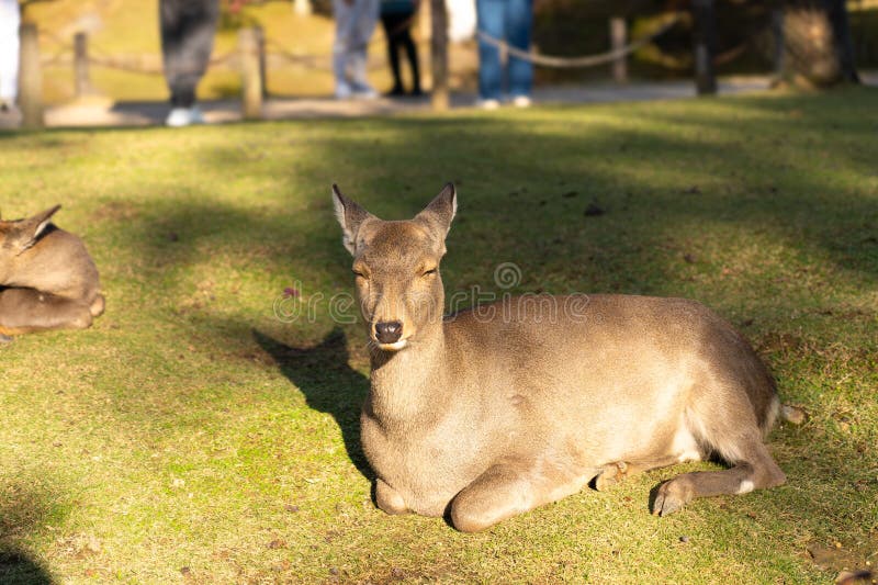 Deer Sitting on Lawn in Nara Park Stock Image - Image of daytime ...
