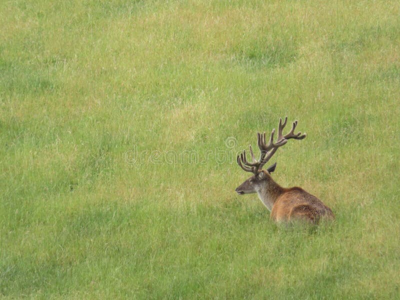 Deer Sitting in the Middle of a Big Open Green Grass Field Stock Photo ...