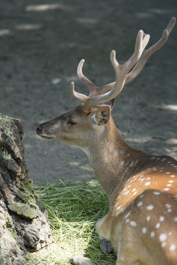 Deer sitting stock image. Image of head, next, dotted - 74212871